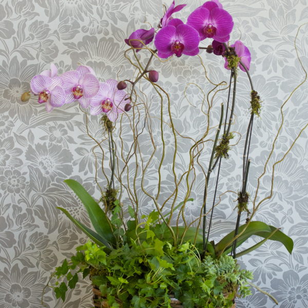 Orchid Floral Arrangements by Lilium Floral Design